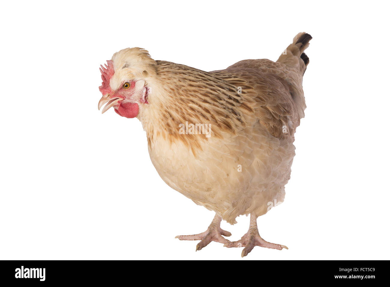Austrian Sulmtaler hen chicken front view with mouth open isolated on ...