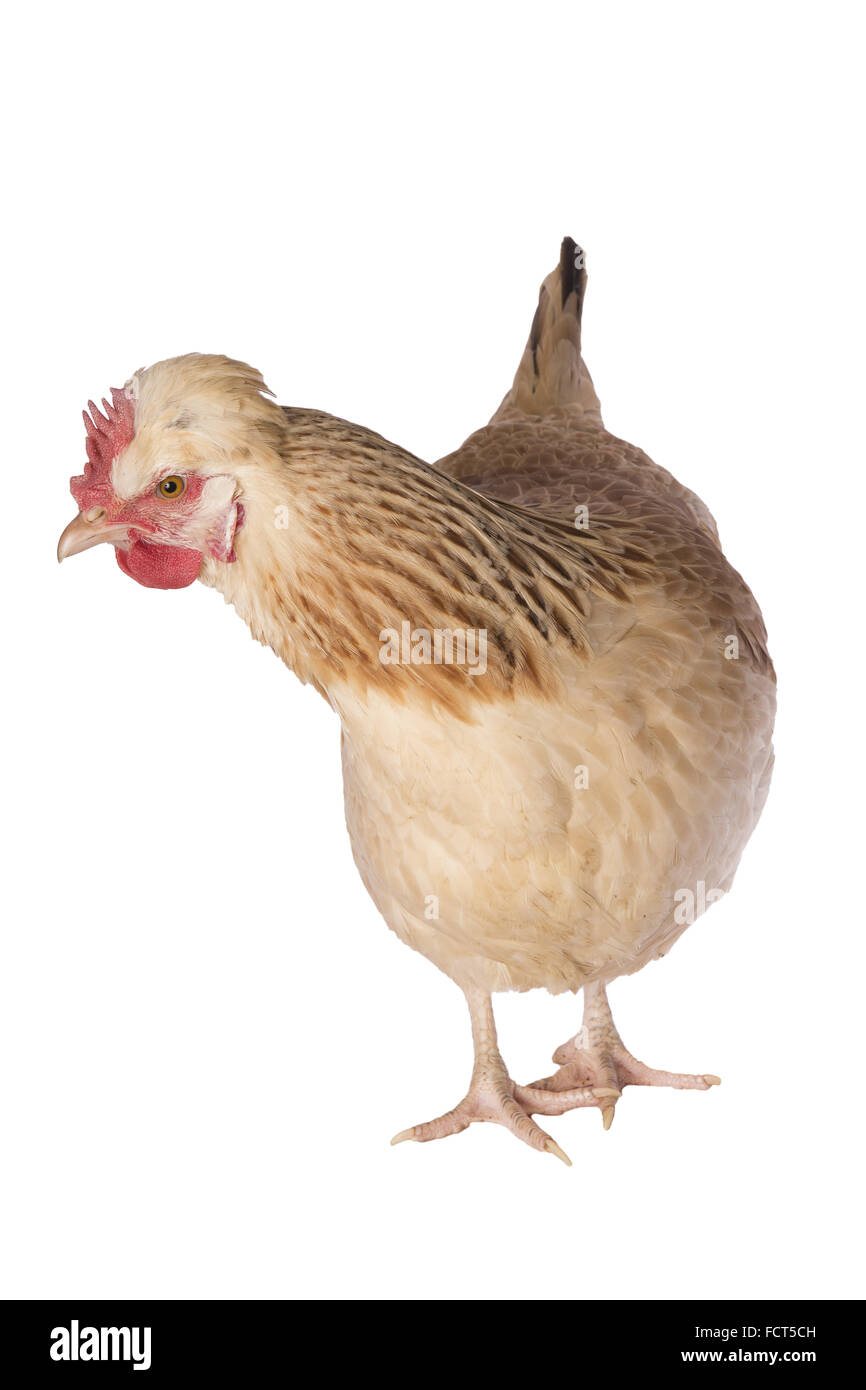 Austrian Sulmtaler hen chicken front view isolated on white background ...