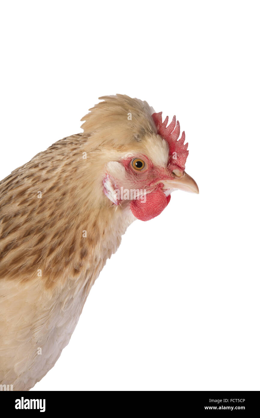 Austrian Sulmtaler hen chicken head shot isolated on white background ...