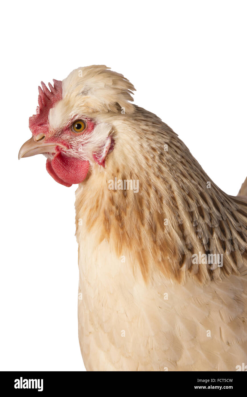 Sulmtaler chicken hen hi-res stock photography and images - Alamy