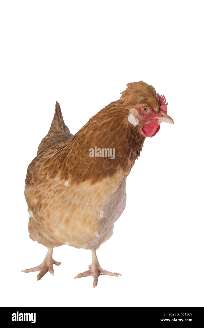 Austrian sulmtaler hen chicken front hi-res stock photography and ...