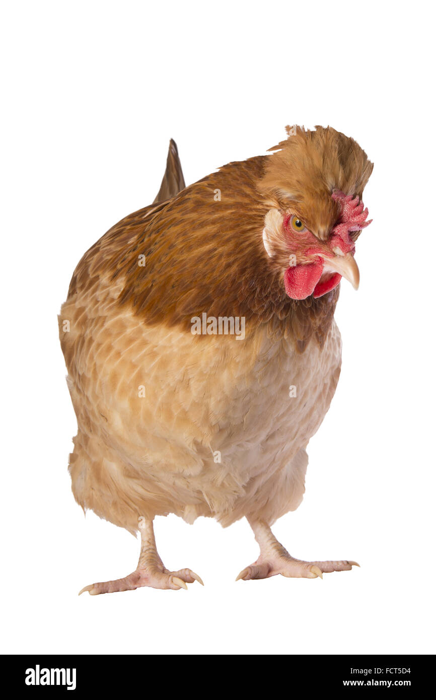 Austrian Sulmtaler hen chicken front view looking down isolated on ...