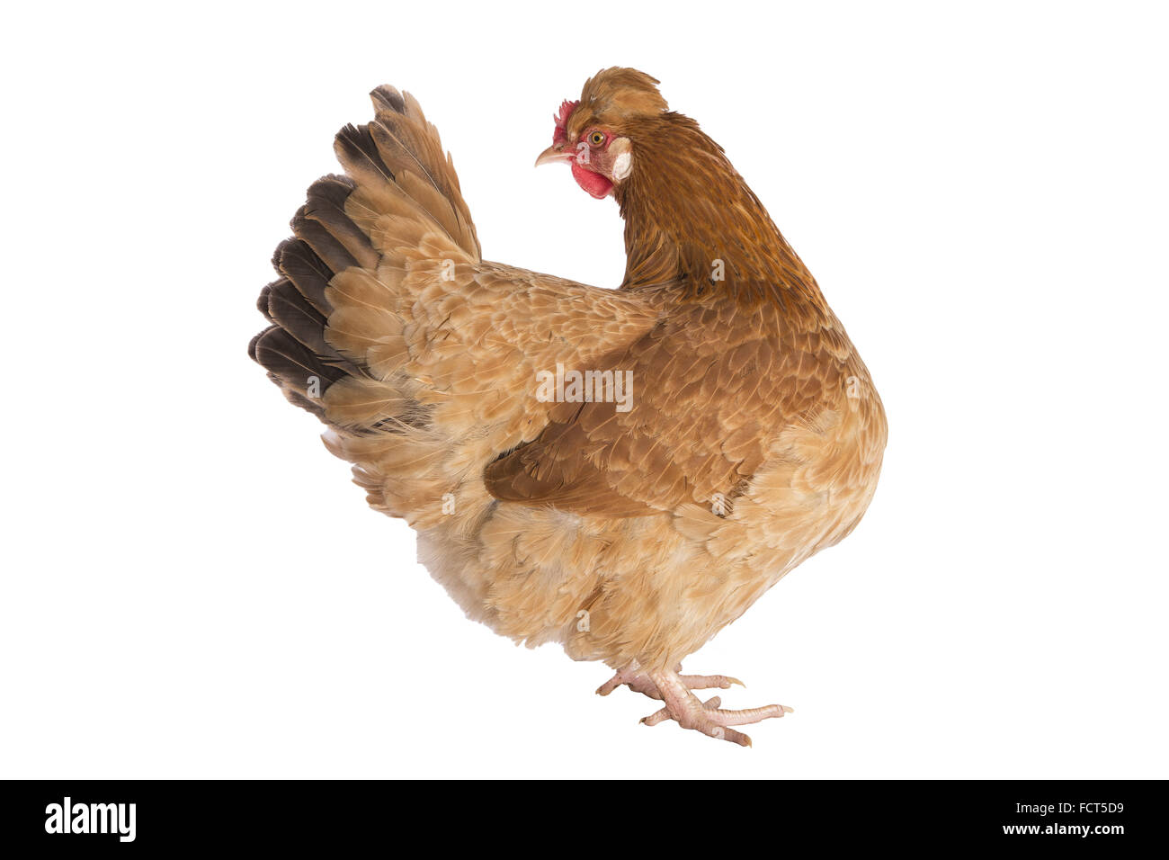 Austrian Sulmtaler hen chicken looking backwards towards tail isolated ...