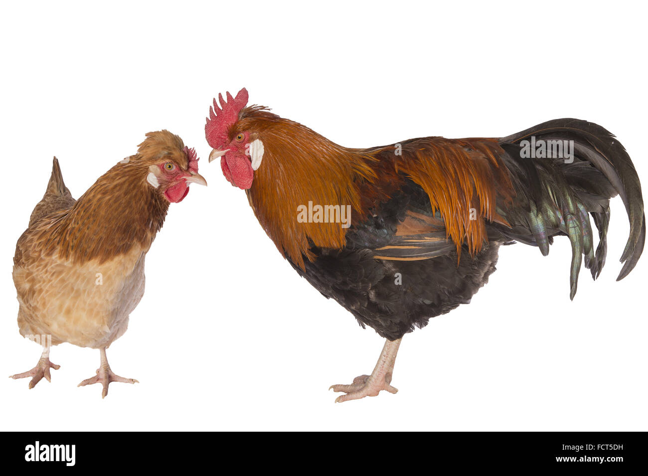 Rooster and hen hi-res stock photography and images - Alamy