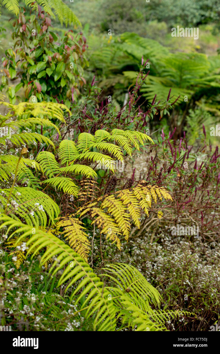 Wild tree ferns growing in Java mountainous region, Indonesia Stock ...