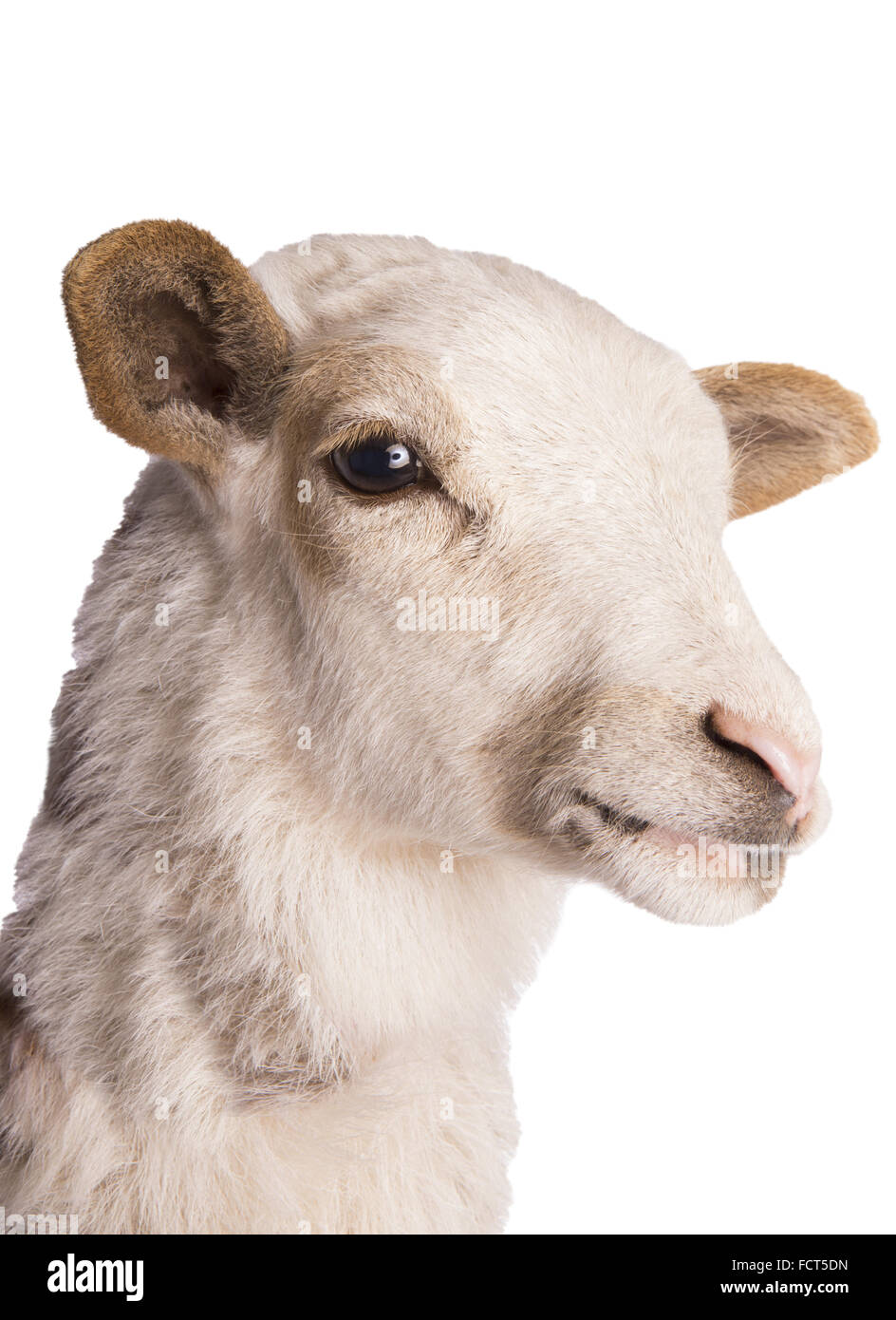 Sheep head shot isolated Stock Photo - Alamy