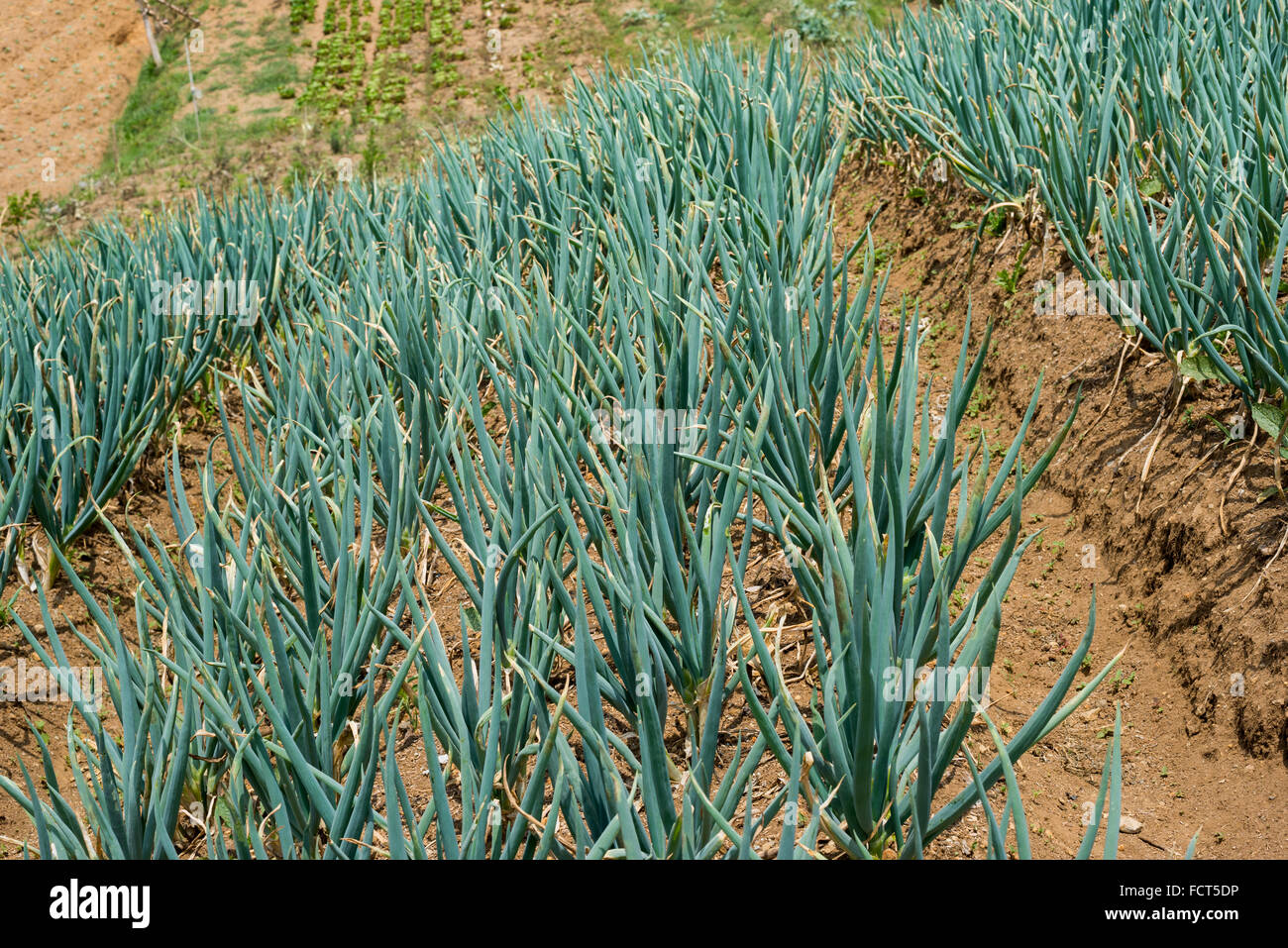 Onion plantation in Java, Indonesia Stock Photo - Alamy