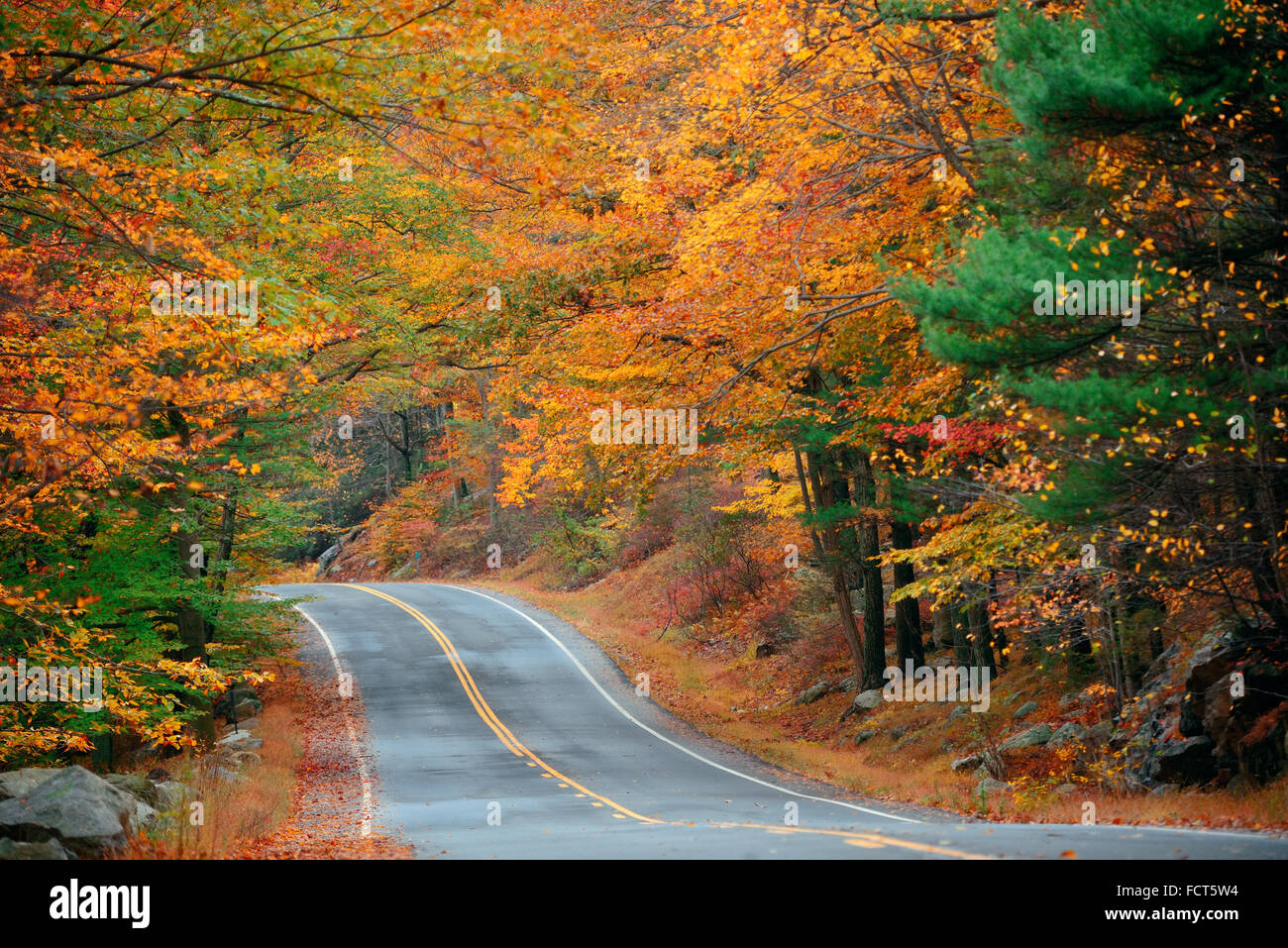 Autumn foliage in forest with road Stock Photo - Alamy