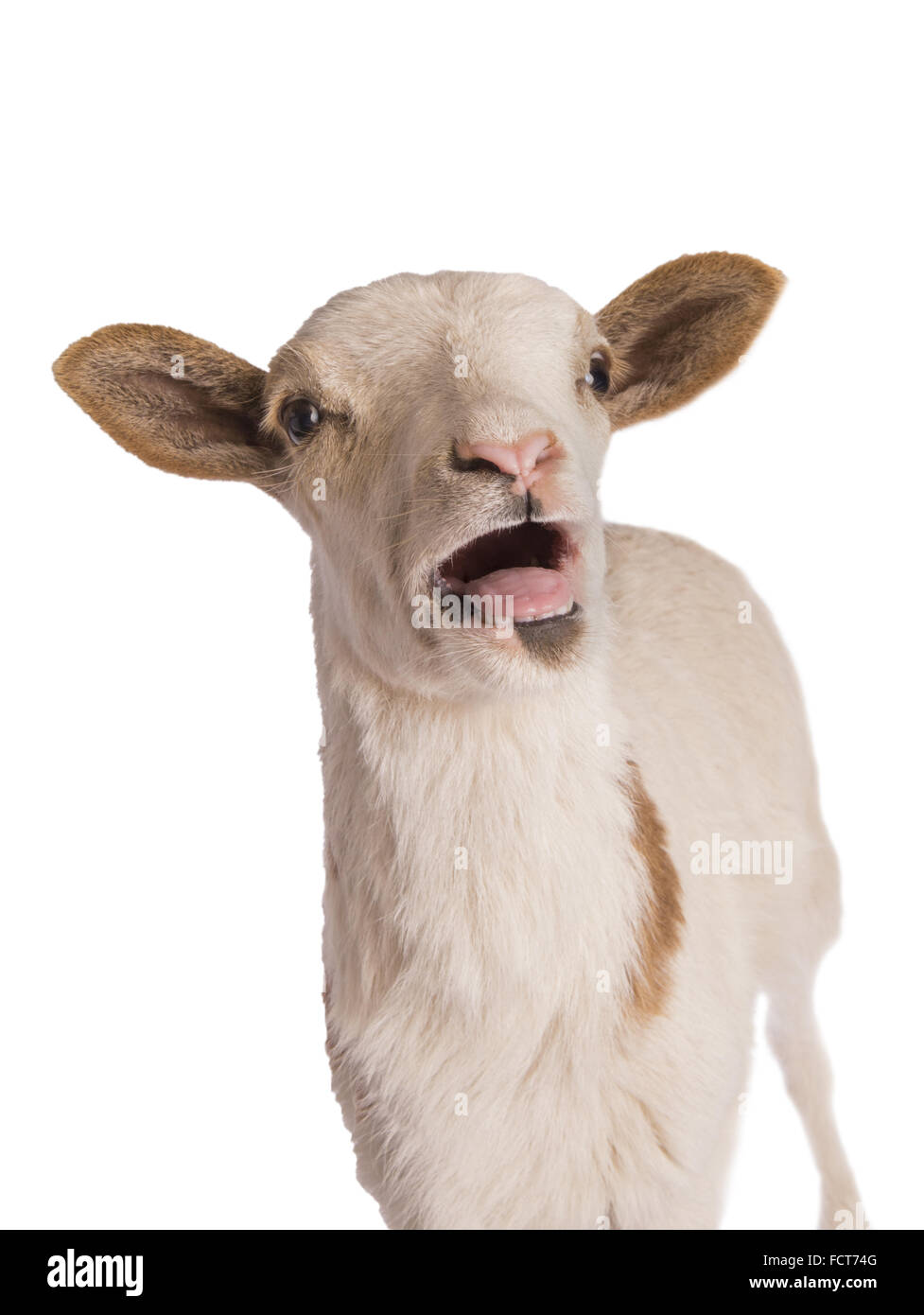 Sheeple High Resolution Stock Photography and Images - Alamy