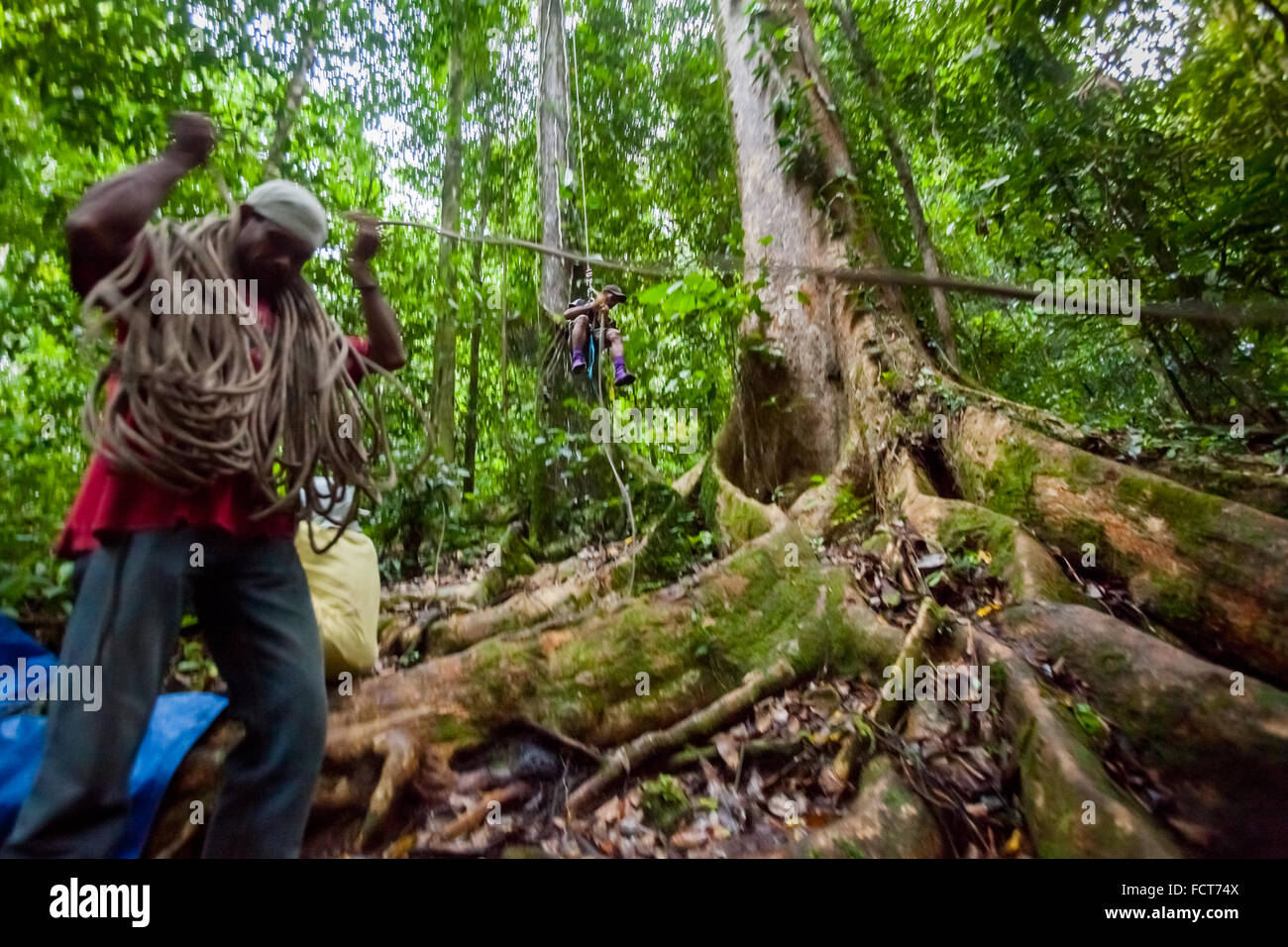 Tall tree rainforest indonesia hi-res stock photography and images - Alamy