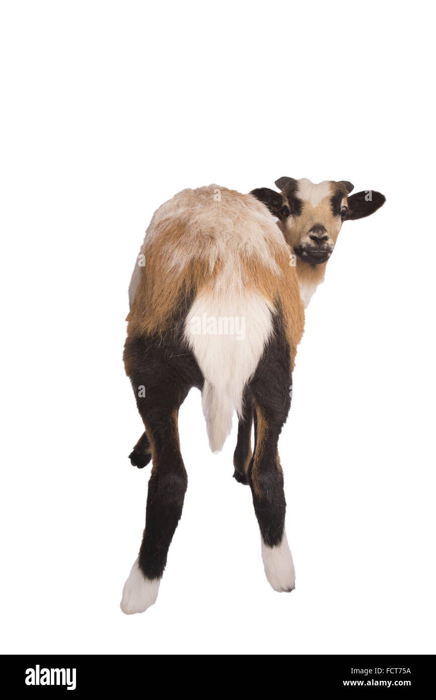 Back side of sheep showing tail isolated Stock Photo - Alamy