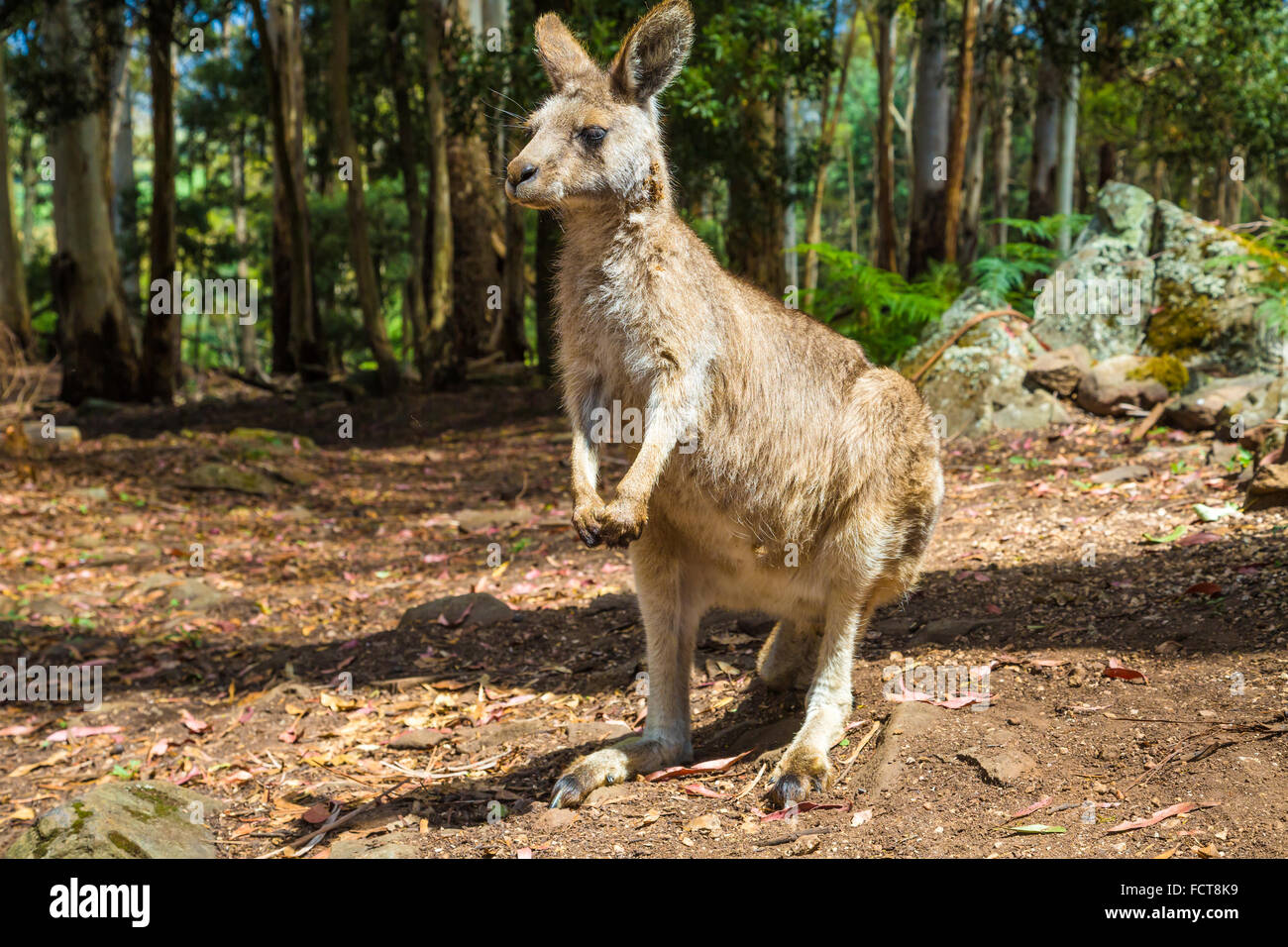 Australian Kangaroo standing Stock Photo - Alamy