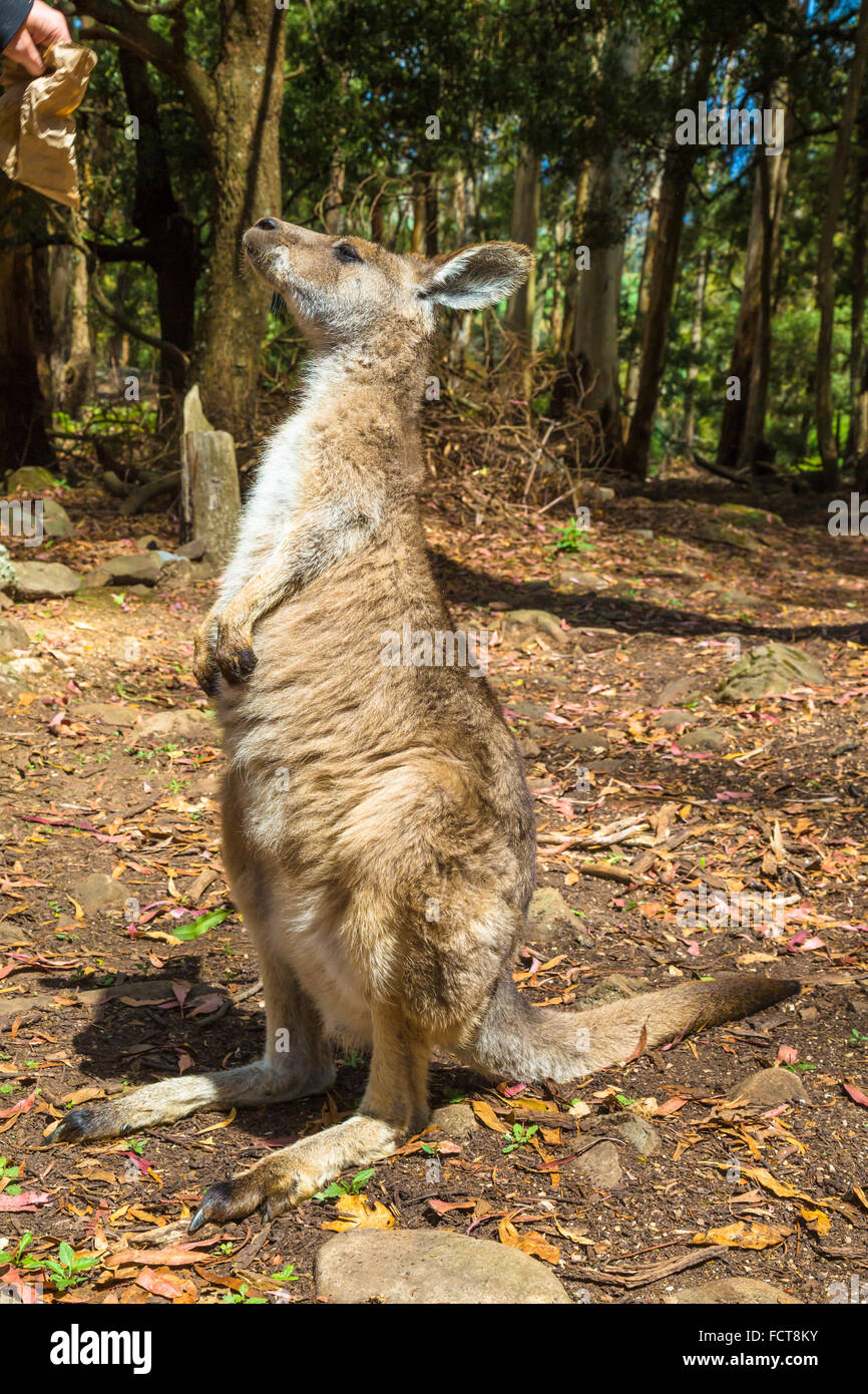 Australian Kangaroo standing Stock Photo - Alamy