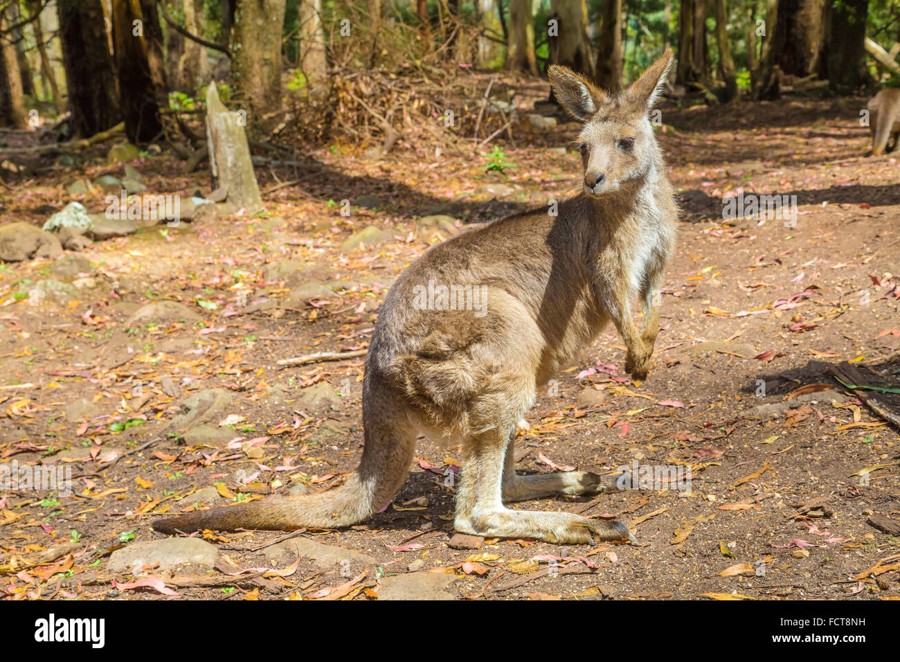 Australian Kangaroo standing Stock Photo - Alamy