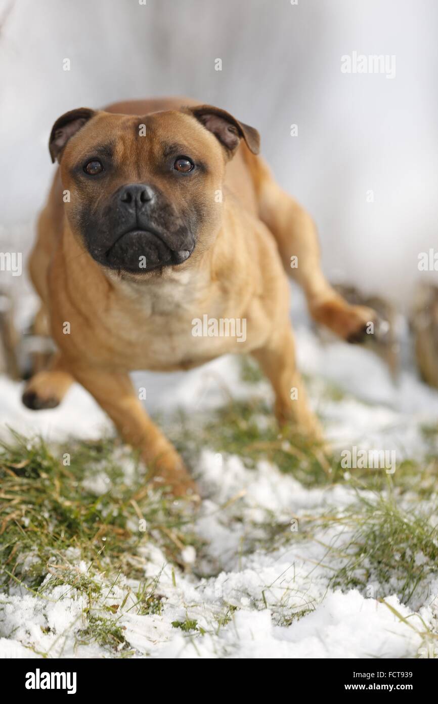 Running bullterrier hi-res stock photography and images - Alamy