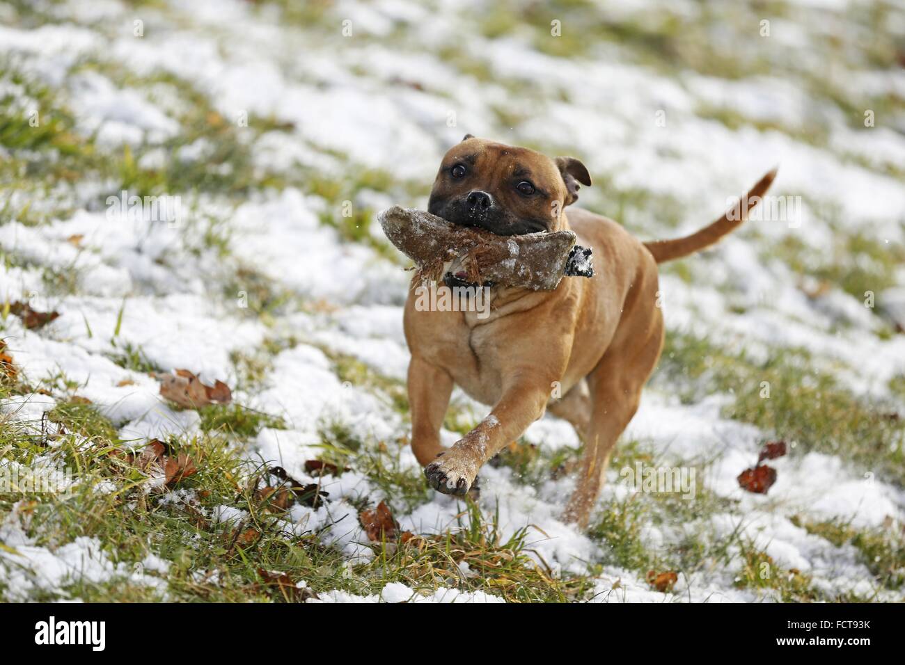 playing Staffordshire Bullterrier Stock Photo - Alamy