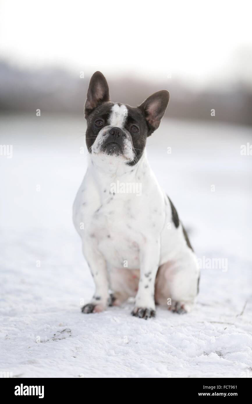 sitting French Bulldog Stock Photo - Alamy