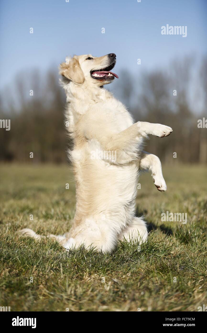Golden Retriever shows trick Stock Photo - Alamy