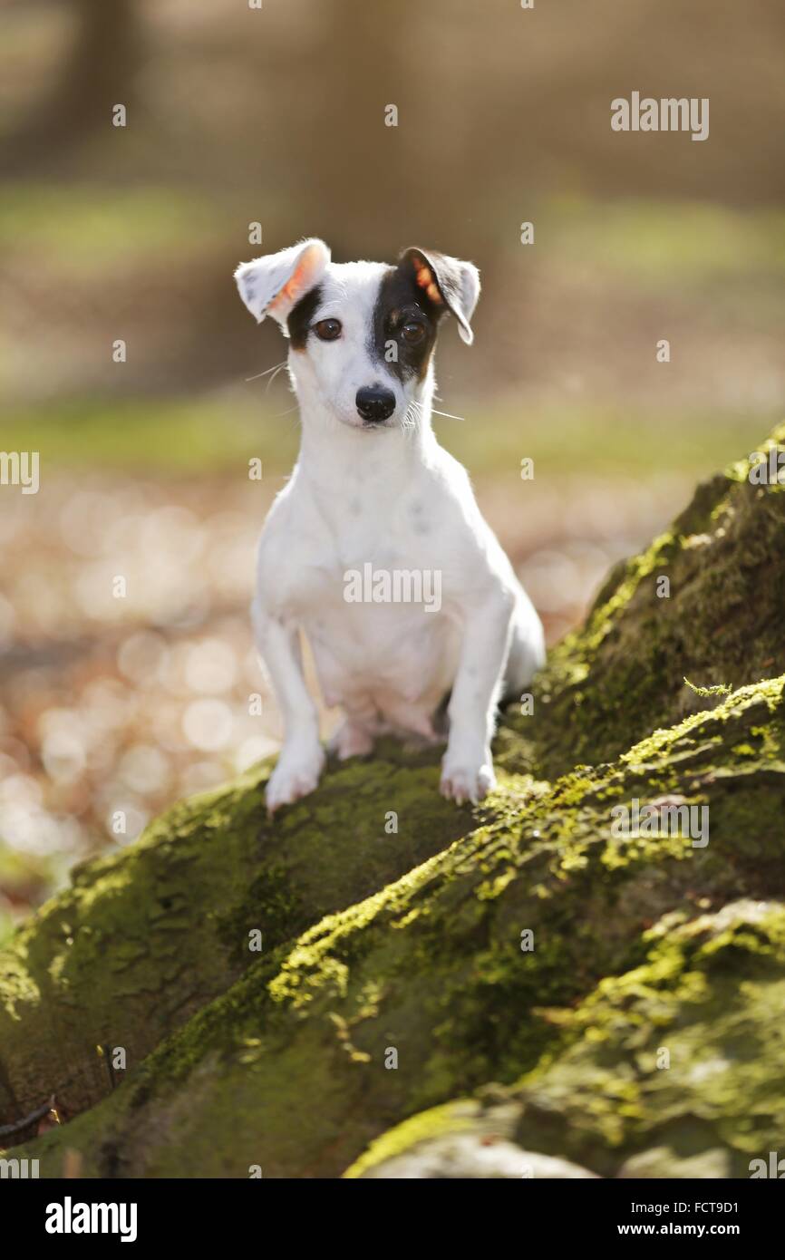 sitting Jack Russell Terrier Stock Photo - Alamy