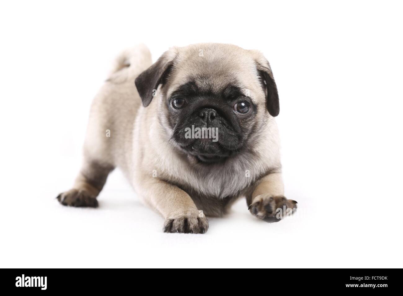 Dog pug breed walks hi-res stock photography and images - Alamy