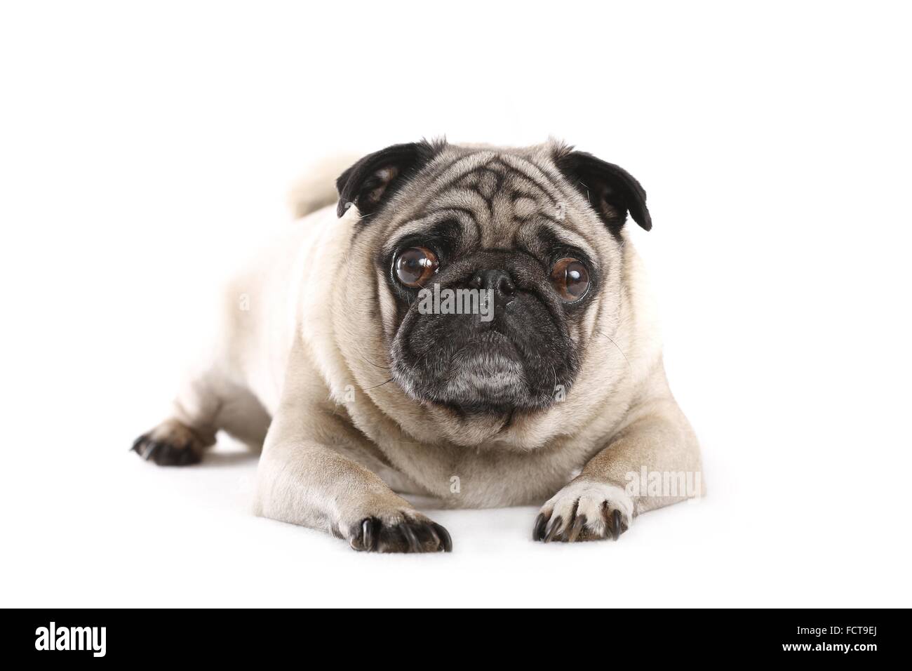 Male pug Cut Out Stock Images & Pictures - Alamy