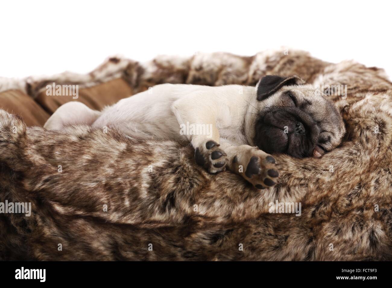 Tired pugs hi-res stock photography and images - Alamy