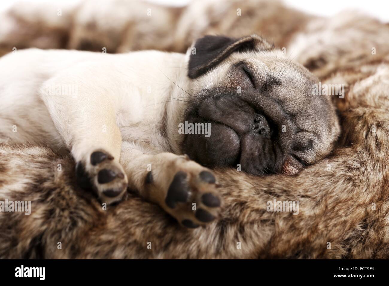 Tired pugs hi-res stock photography and images - Alamy