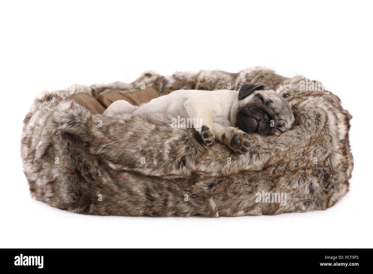 Side view of pug Cut Out Stock Images & Pictures - Alamy