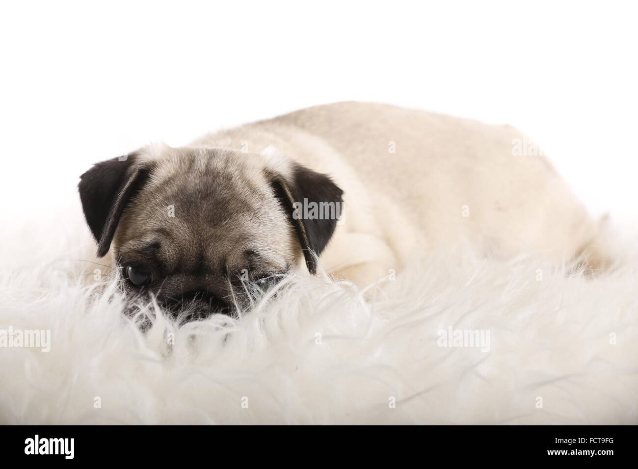 Tired pug hi-res stock photography and images - Alamy