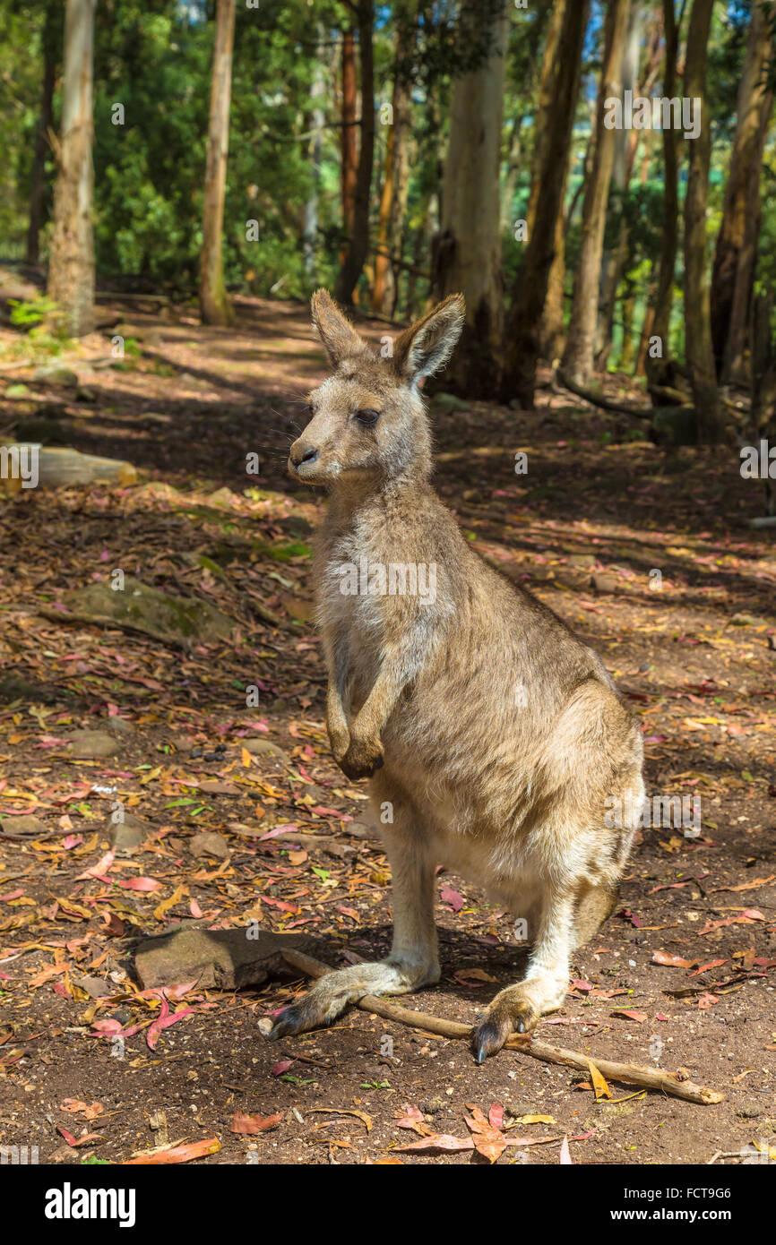 Australian Red Kangaroo Stock Photo - Alamy
