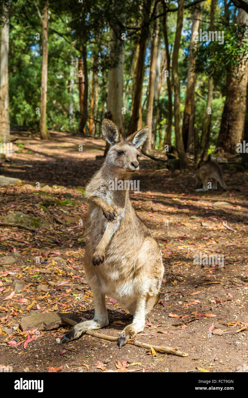 Australian kangaroo standing hi-res stock photography and images - Alamy