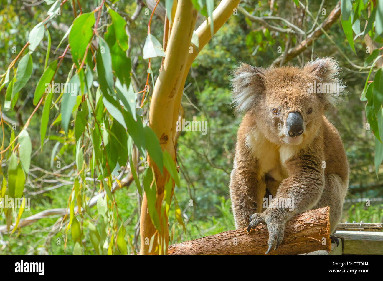 Adult male koala hi-res stock photography and images - Alamy