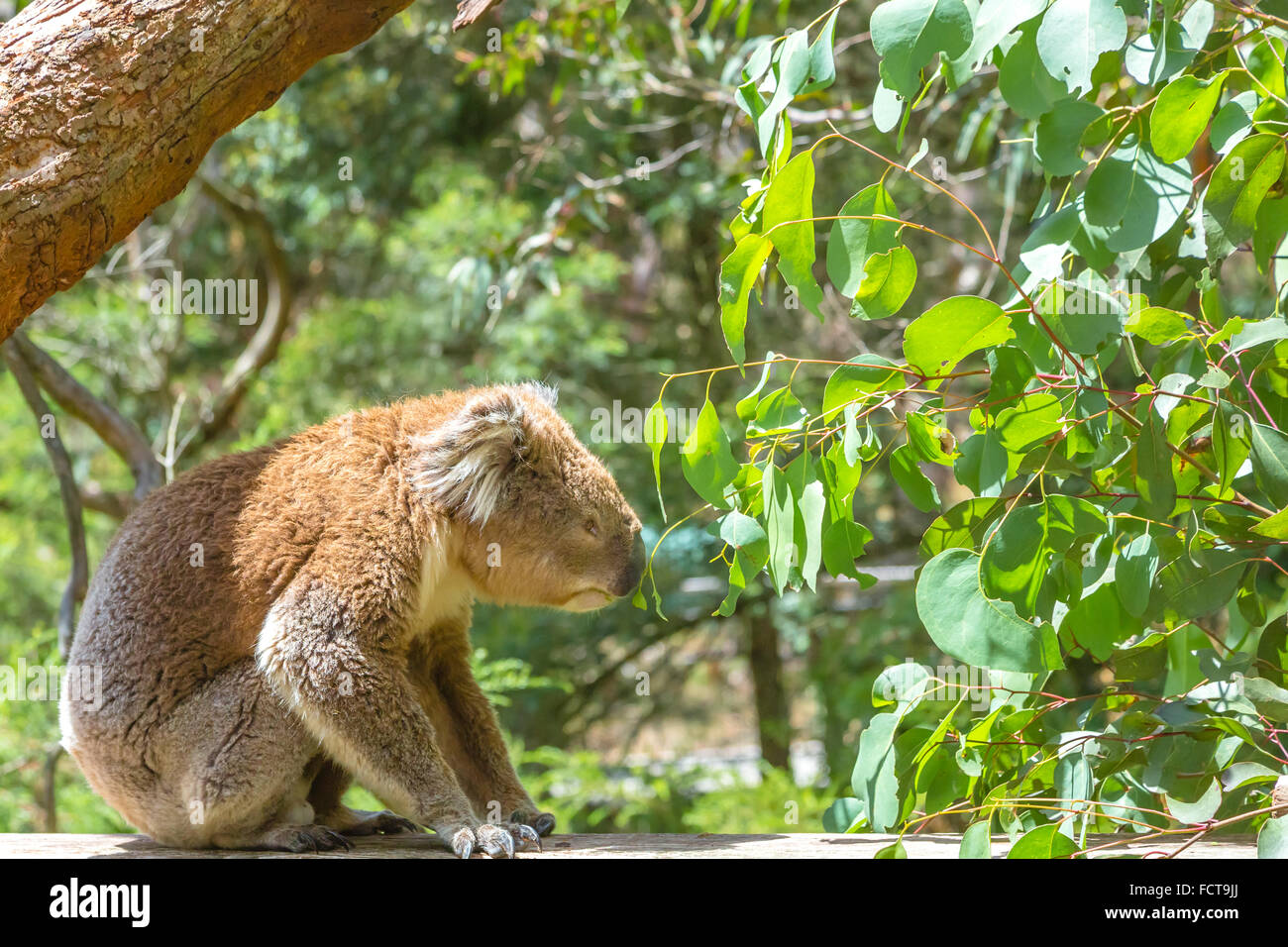 Koala sitting on branch hi-res stock photography and images - Alamy