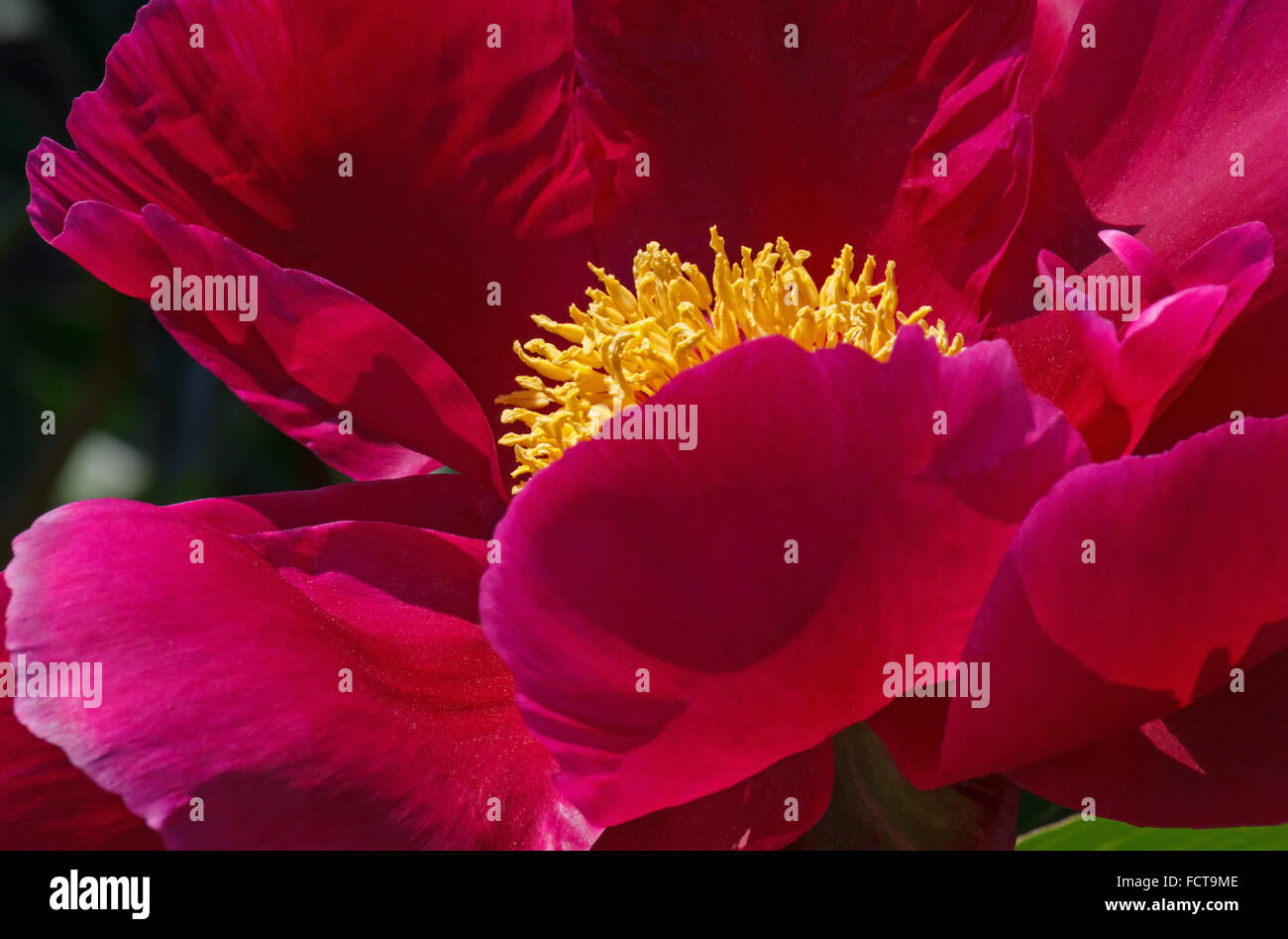 close up of vinous peony in garden Stock Photo - Alamy