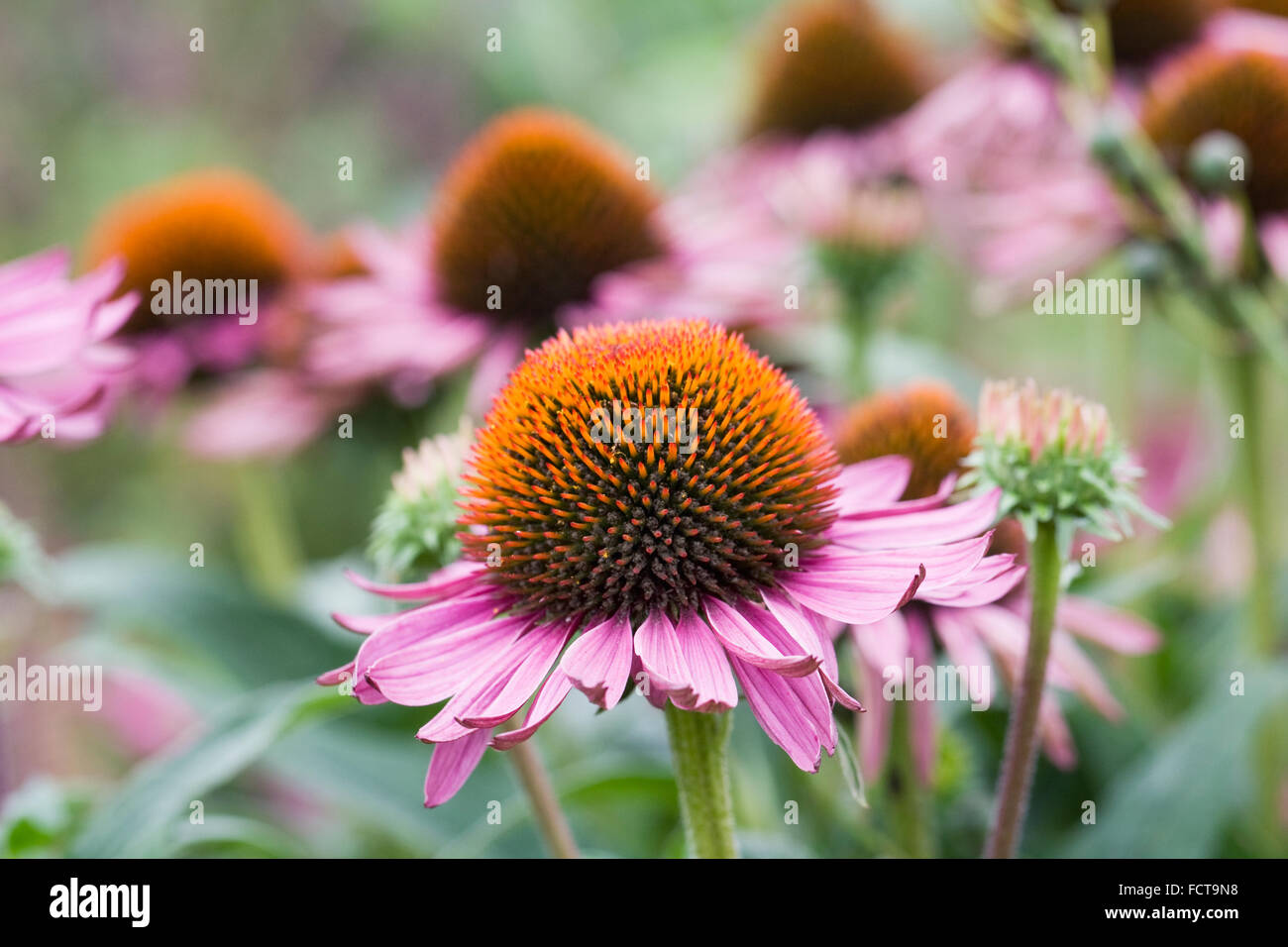 Echinacea purpurea. Coneflower in an herbaceous border Stock Photo - Alamy