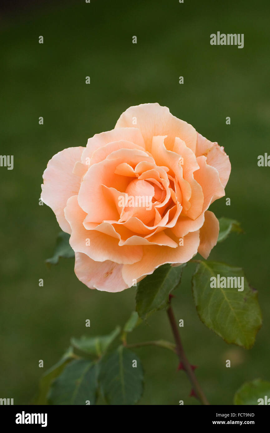 Just joey roses hi-res stock photography and images - Alamy