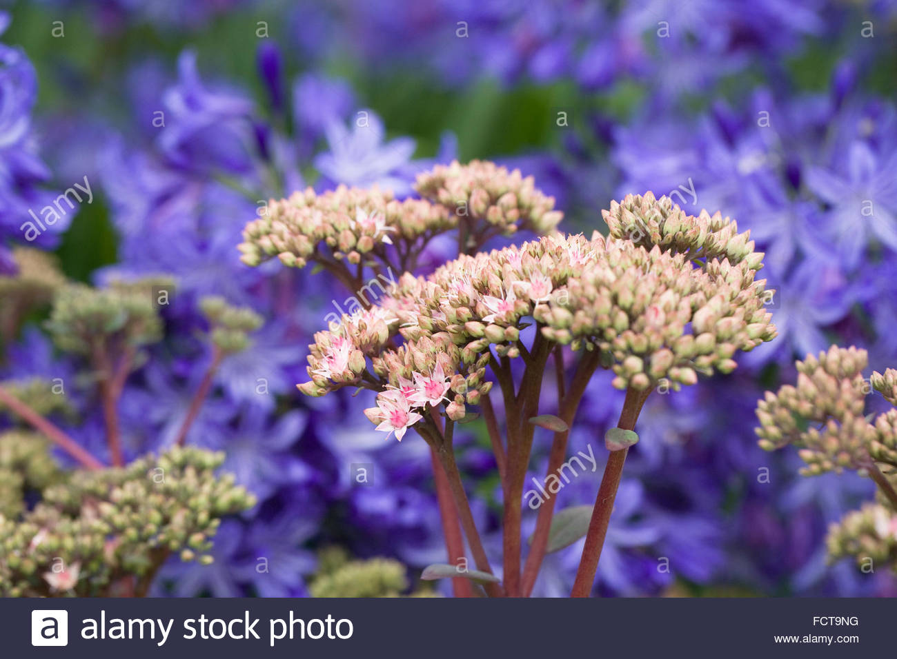 Sedum Matrona Stock Photos & Sedum Matrona Stock Images - Alamy