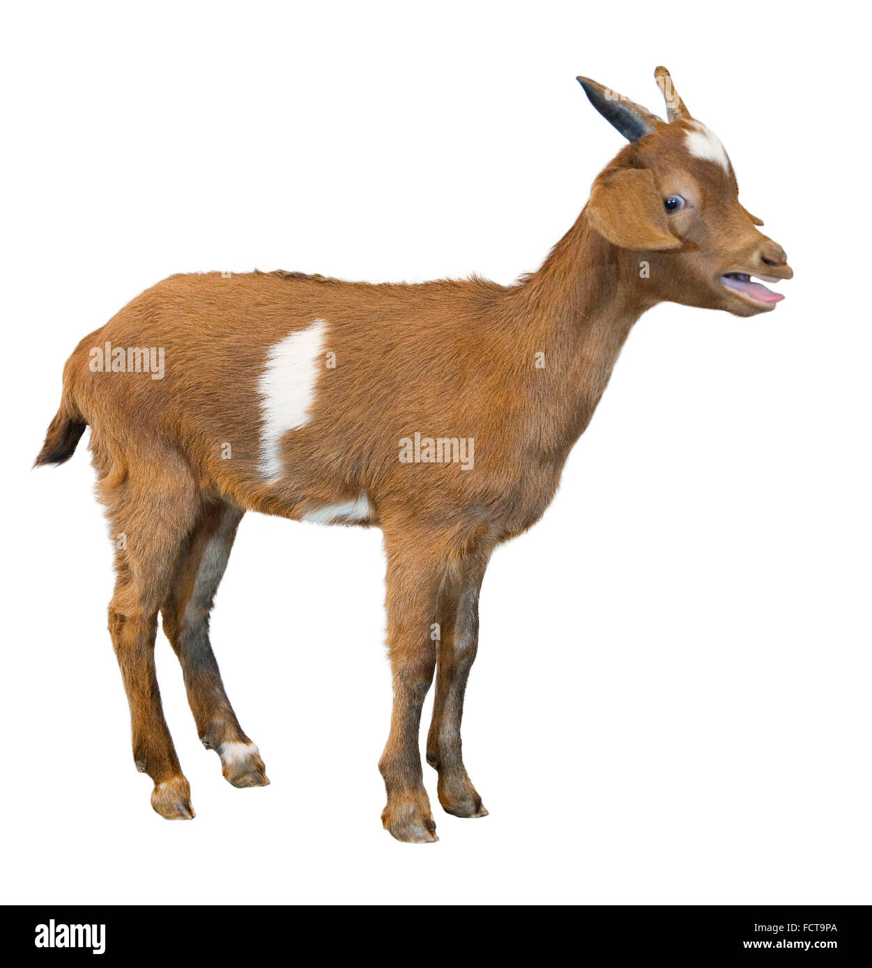 Rove goat hi-res stock photography and images - Alamy Rove goat hi-res stock photography and images - Alamy