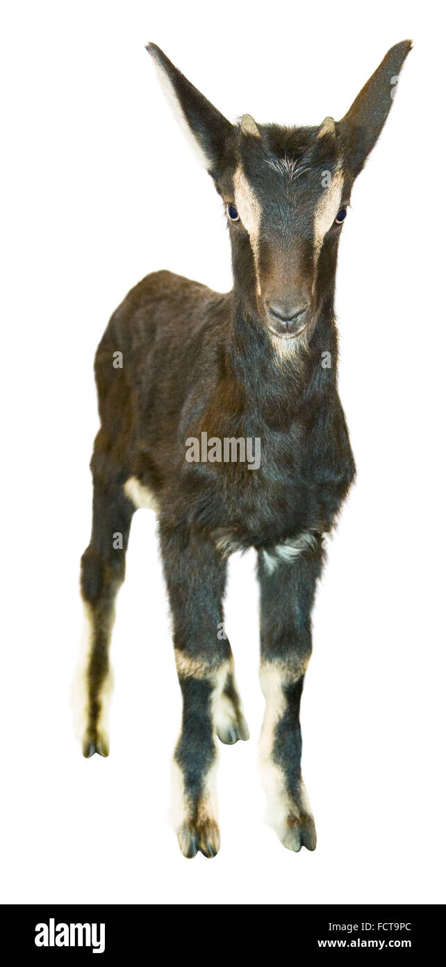 Goat young Cut Out Stock Images & Pictures - Alamy