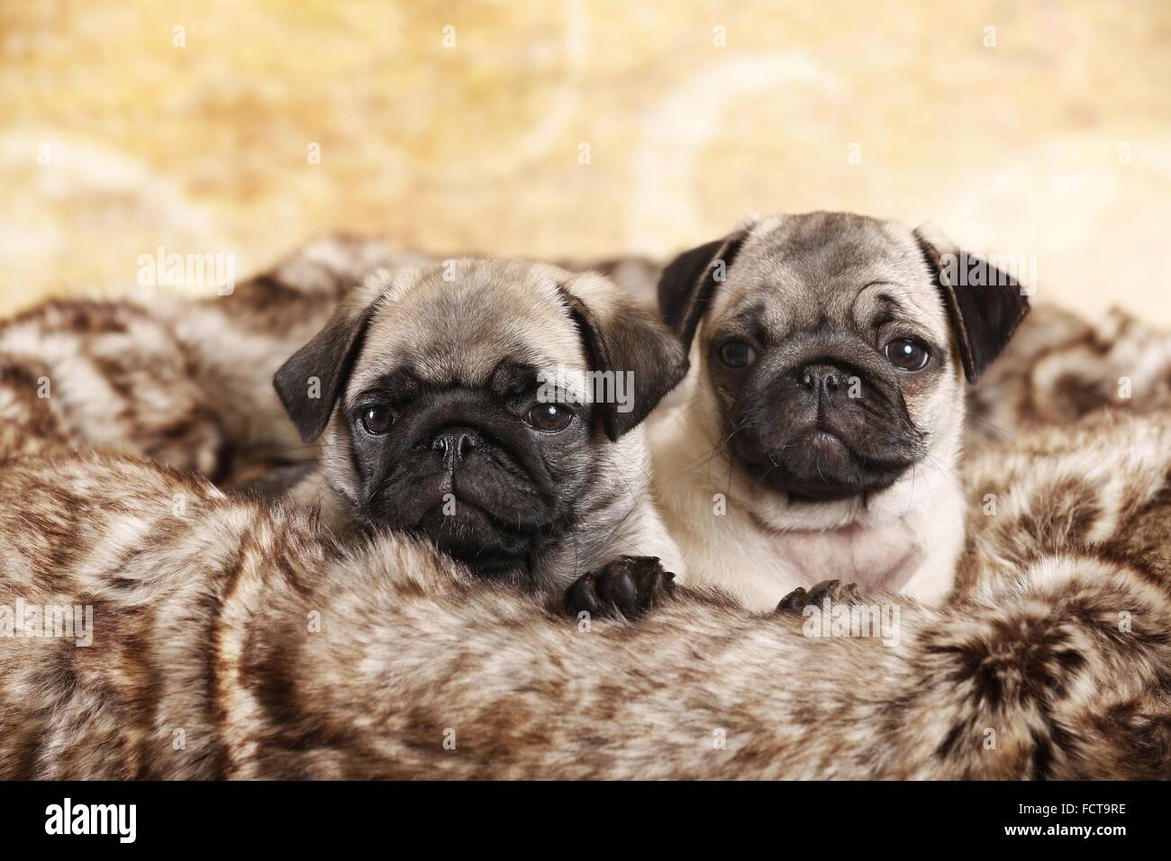 Two cute pug hi-res stock photography and images - Alamy