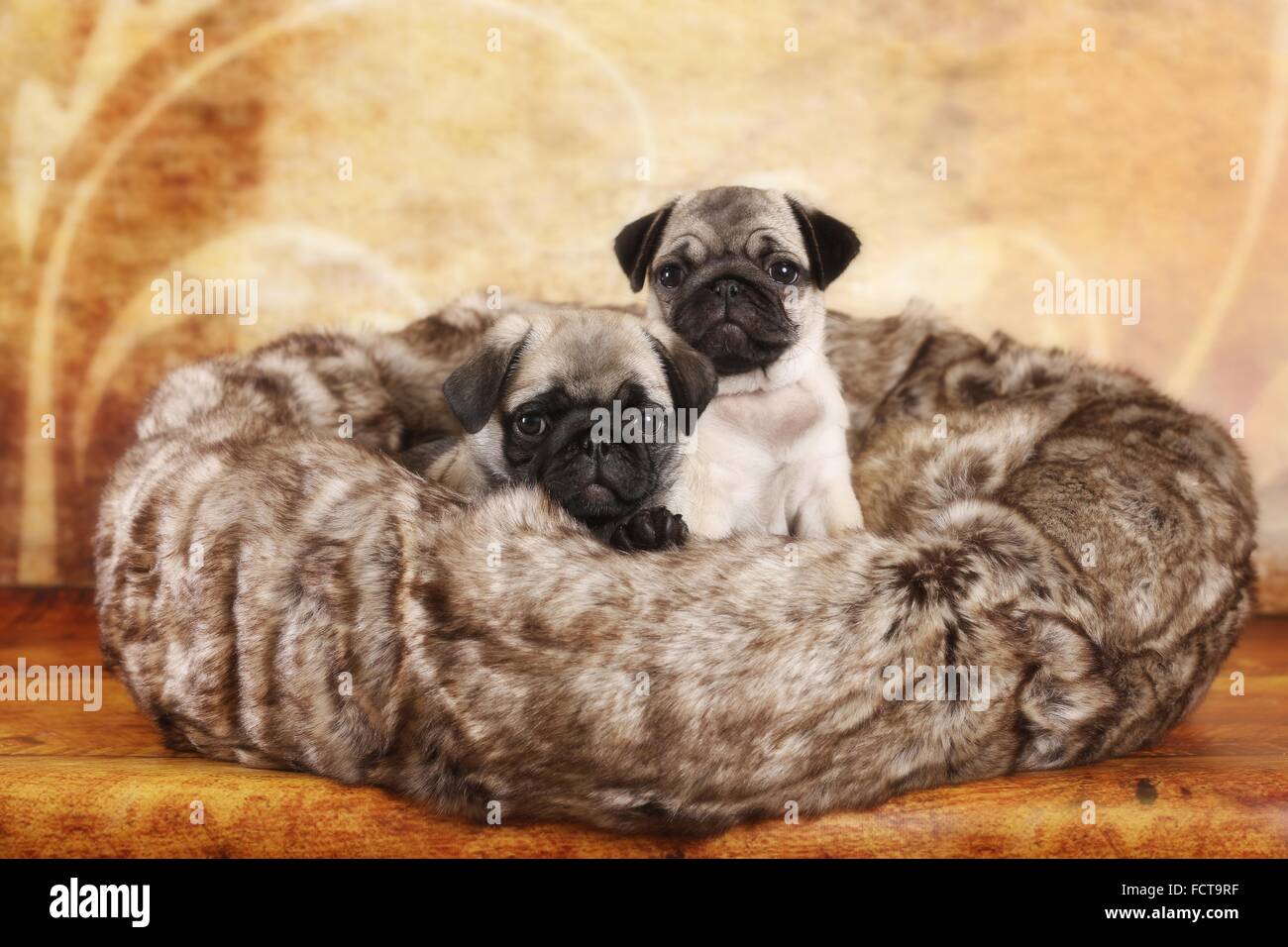 Two cute pug hi-res stock photography and images - Alamy