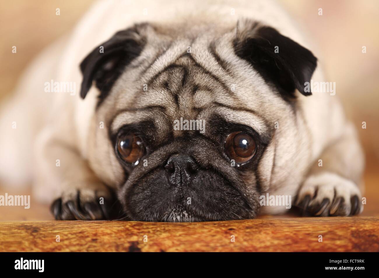 Lying mammals hi-res stock photography and images - Alamy