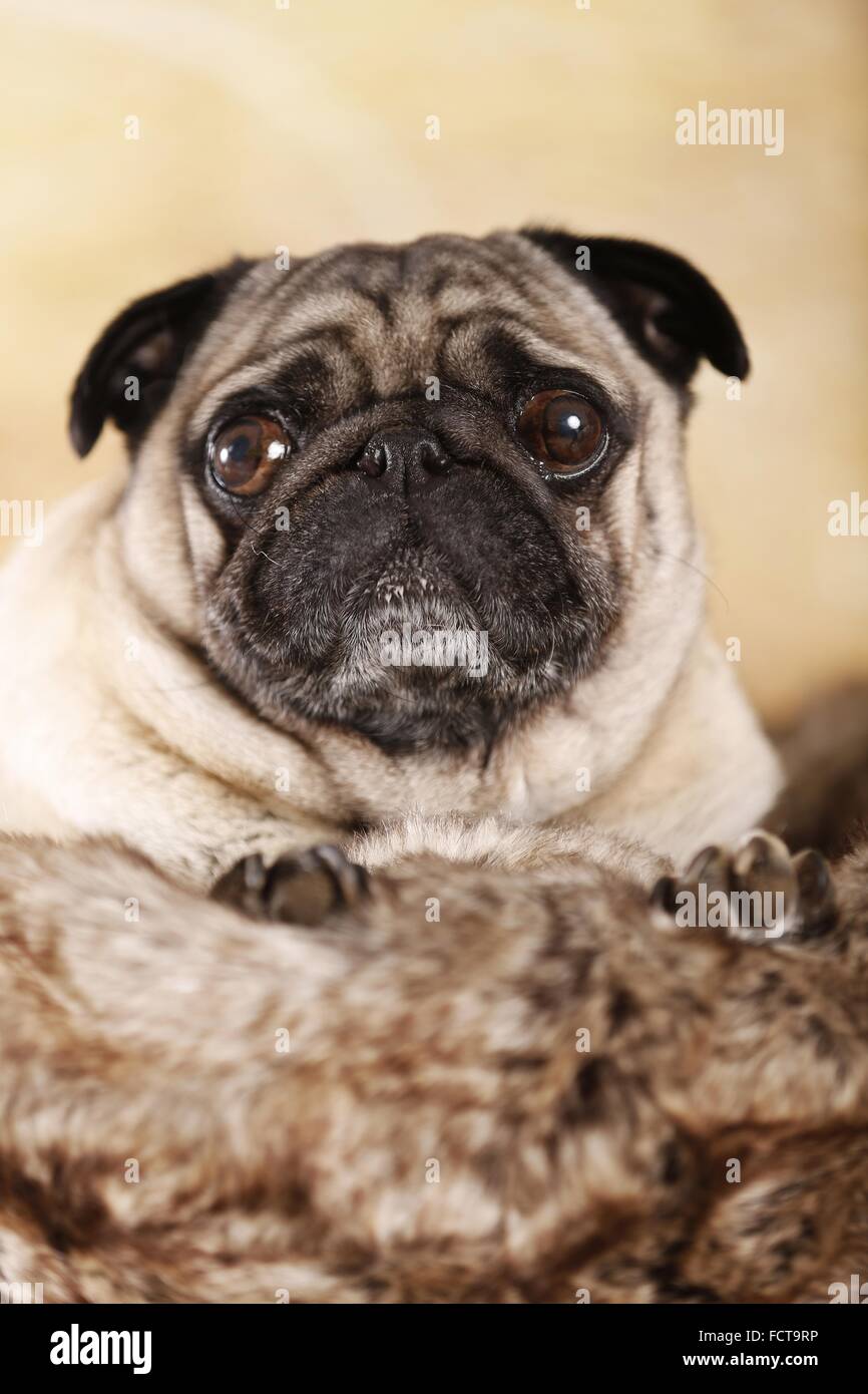 Studio adult hi-res stock photography and images - Alamy