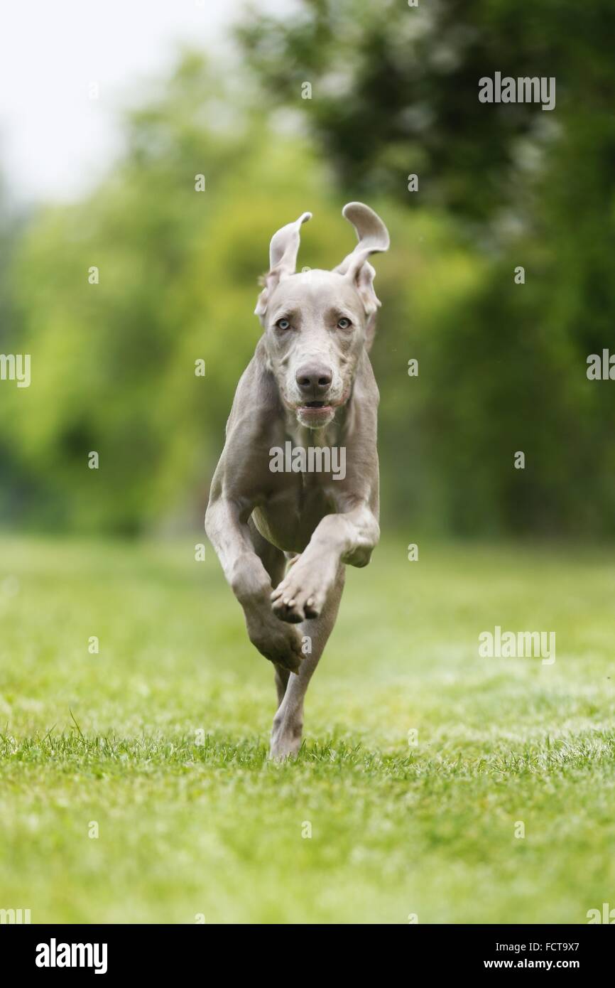 Short haired male weimaraner hi-res stock photography and images - Alamy