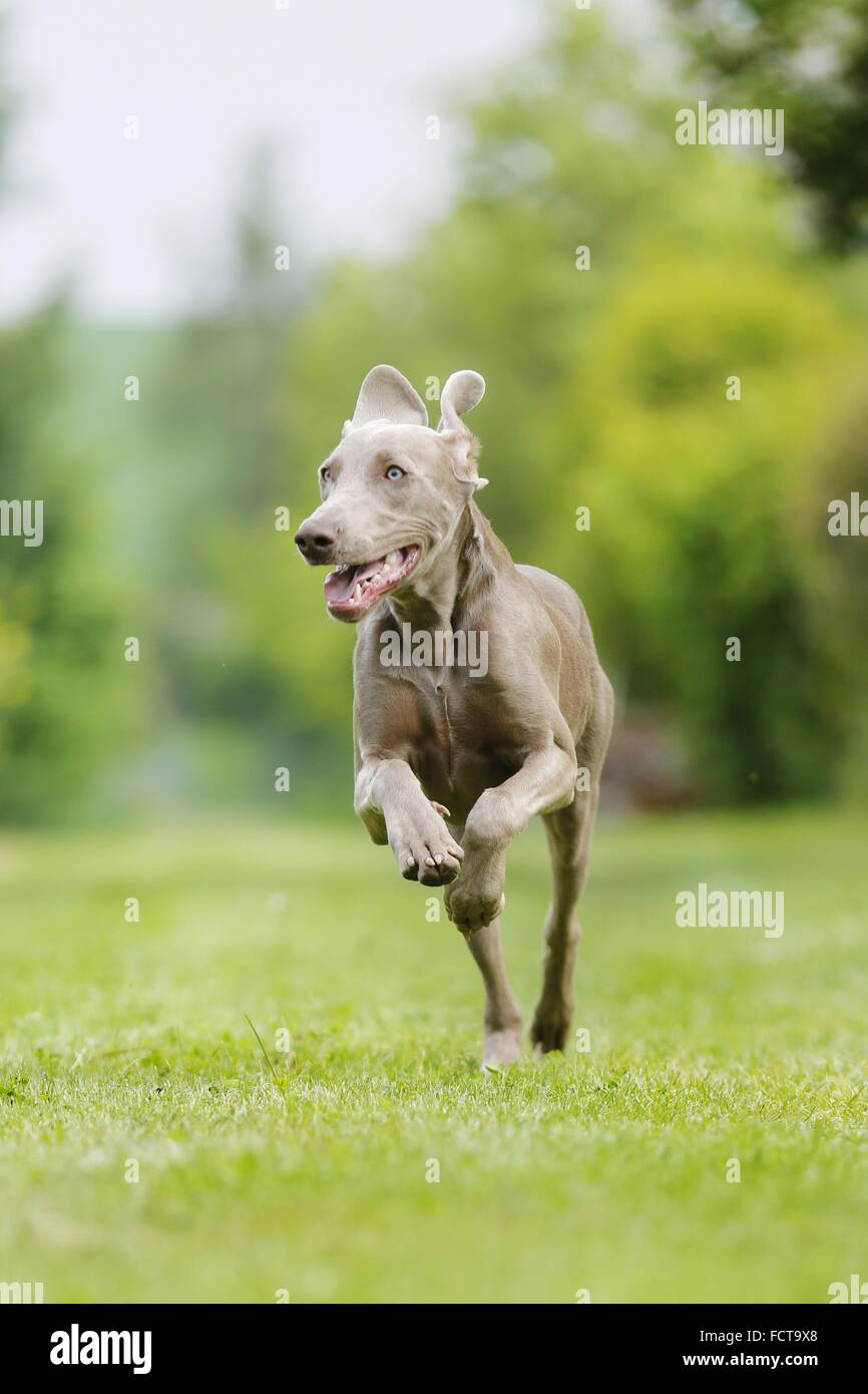 Short haired male weimaraner hi-res stock photography and images - Alamy