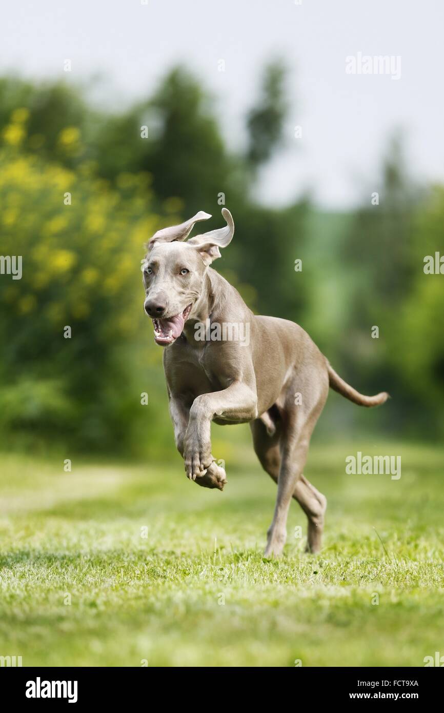 running shorthaired Weimaraner Stock Photo - Alamy