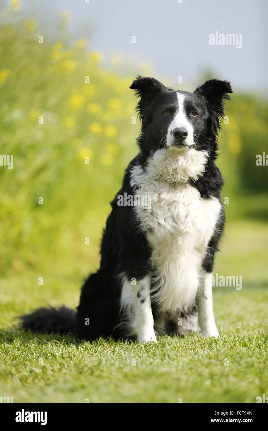 sitting Border Collie Stock Photo - Alamy