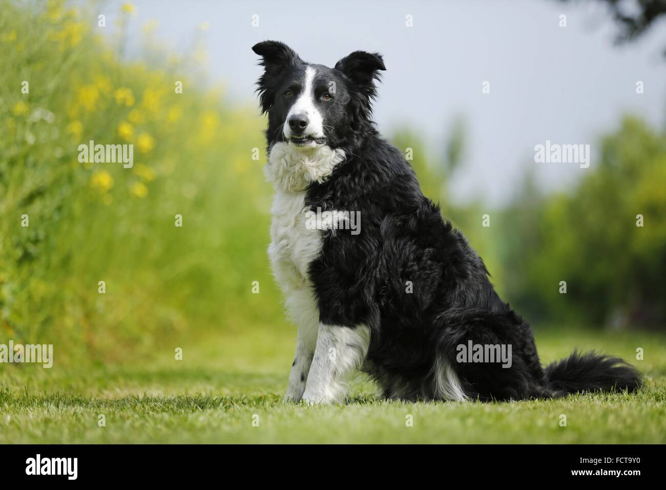 sitting Border Collie Stock Photo - Alamy