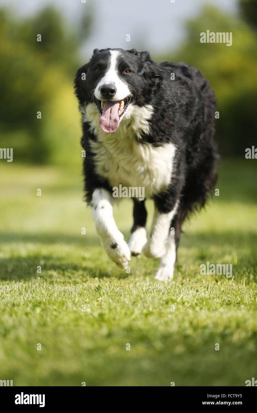running Border Collie Stock Photo - Alamy