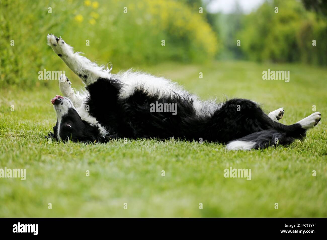 rolling Border Collie Stock Photo - Alamy